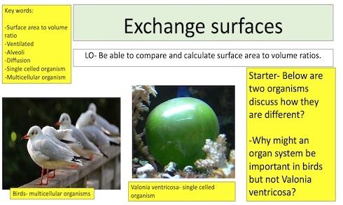 Exchange surfaces | Mr Science