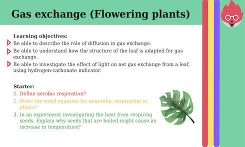 IGCSE Edexcel Biology (9-1) Gas exchange (Flowering plants) | Mr Science